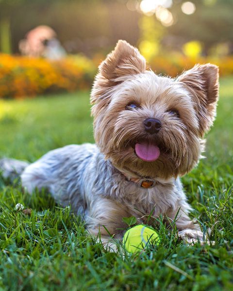 Todo sobre la raza de perro Yorkshire Terrier: Características y cuidados