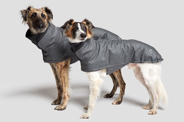 5 películas y series de Netflix sobre perros para ver en familia